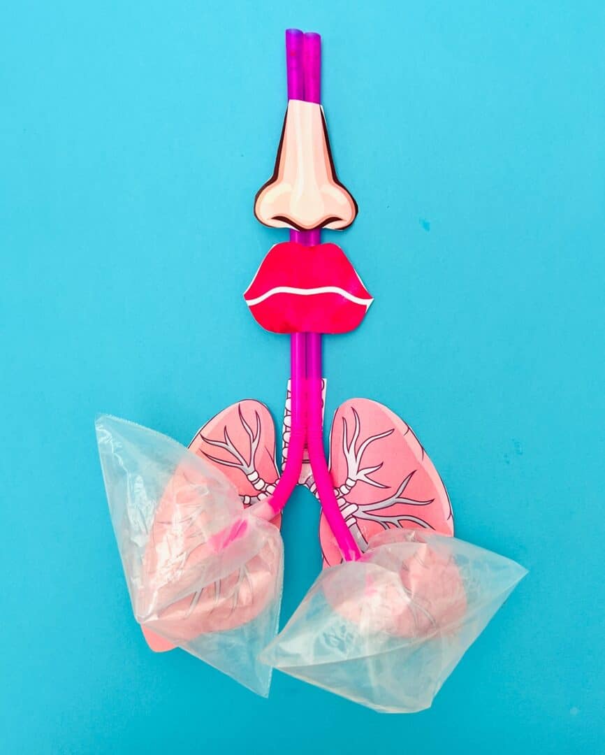 How To Make a Lung Model With Kids - Printable Template