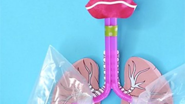 Lungs Diagram For Kids