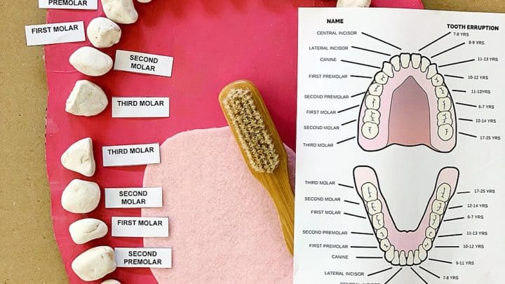 Human Mouth Anatomy Teeth