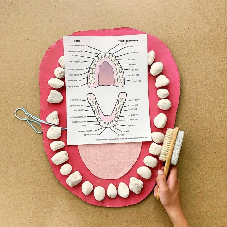 TEETH MOUTH ANATOMY LEARNING ACTIVITY - hello, Wonderful