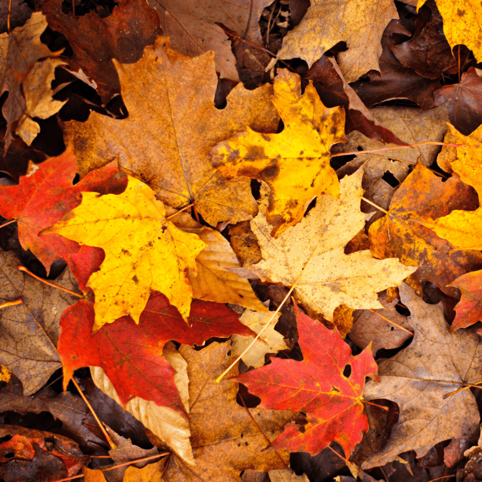 How to Make a Cute Lion Leaf Craft